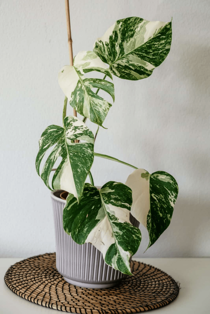 11 Houseplant Trends That Will Be Popular in 2025 - Hackrea