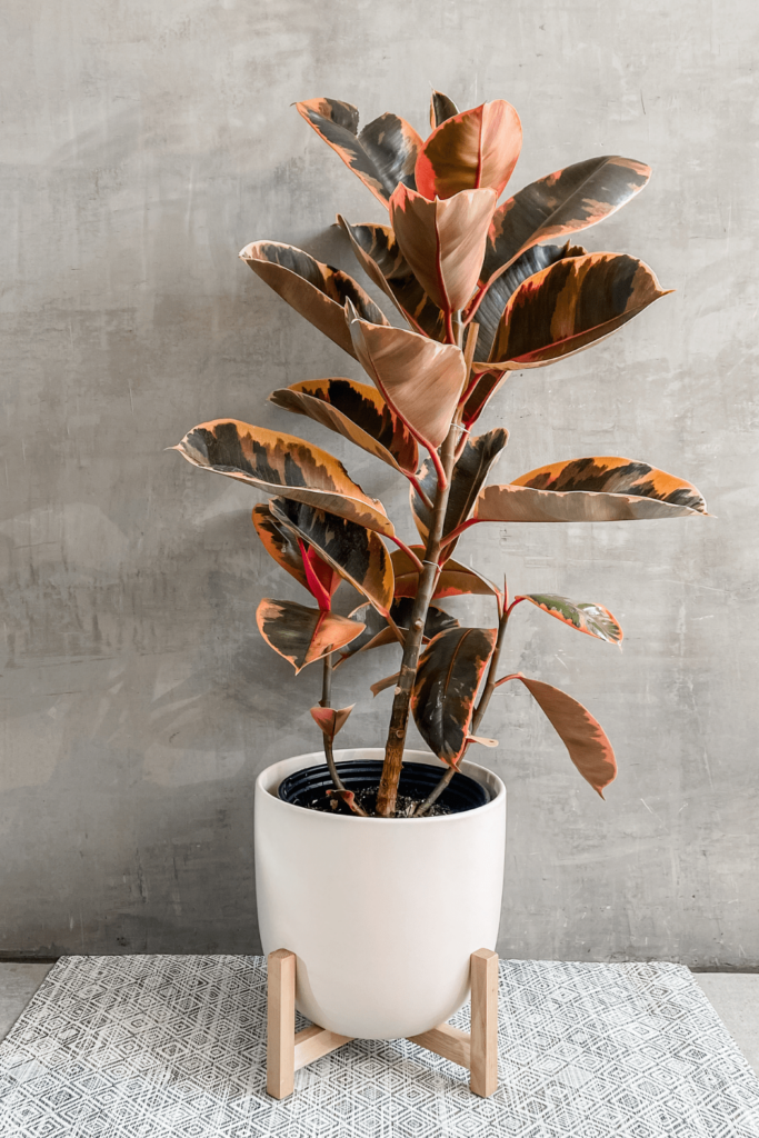 11 Houseplant Trends That Will Be Popular in 2025 - Hackrea